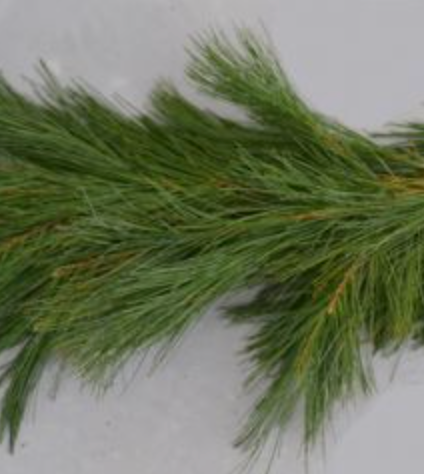 White Pine Garland / Roping – The Margaret Cleveland