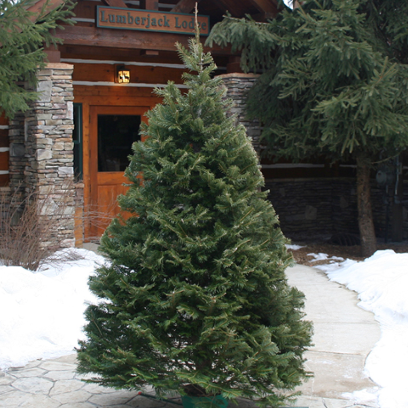 Grand Fir Christmas Tree – The Margaret Cleveland