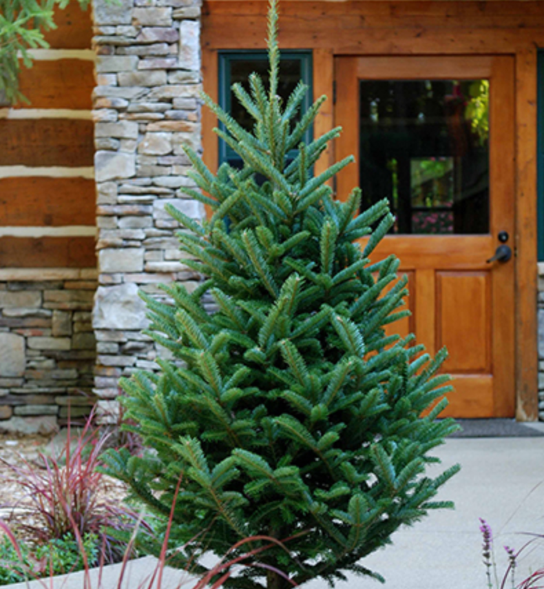 Fraser Fir Tabletop Christmas Tree – The Margaret Cleveland