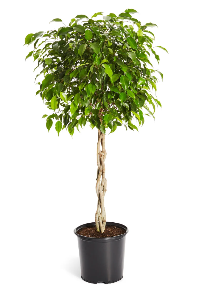 10" Ficus Benjamina Braid – The Margaret Cleveland